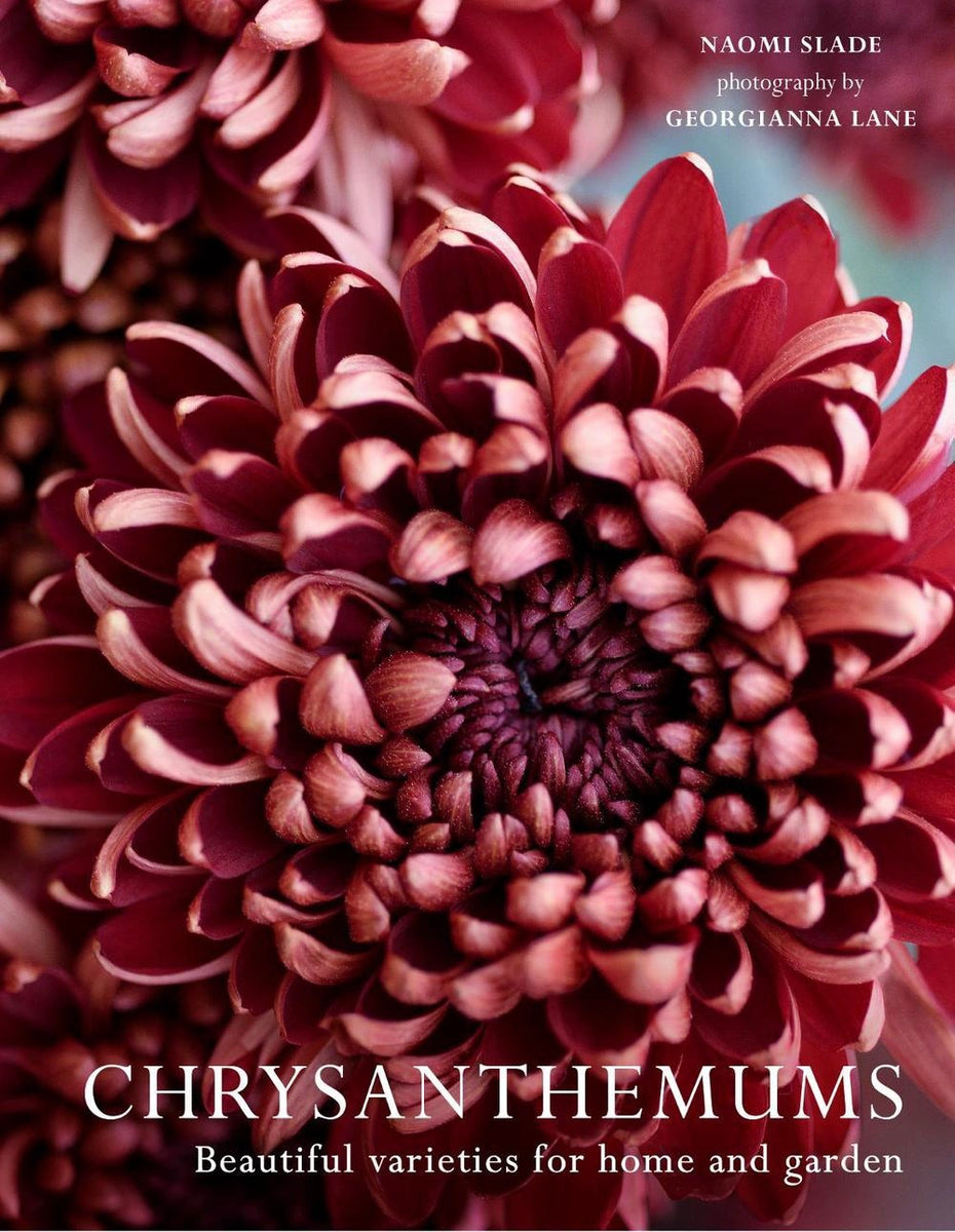 Chrysanthemums by Georgianna Lane and Naomi Slade – Book Hero