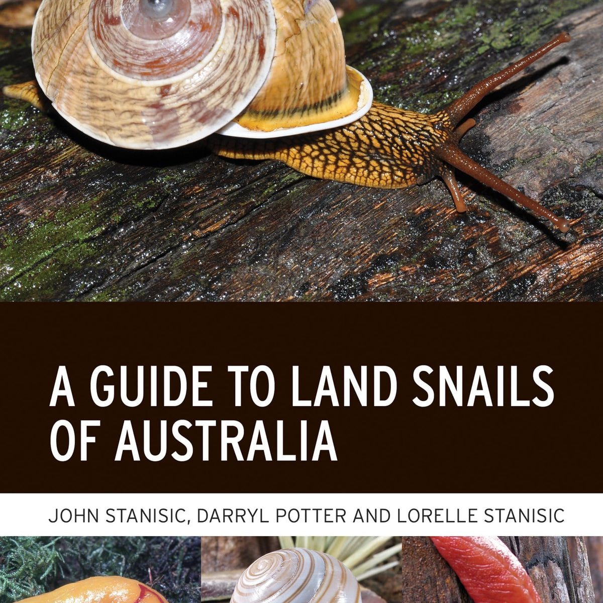 A Guide to Land Snails of Australia by John Stanisic, Darryl Potter and ...